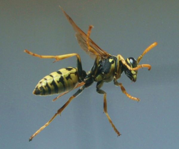 Queensland Summer Pests